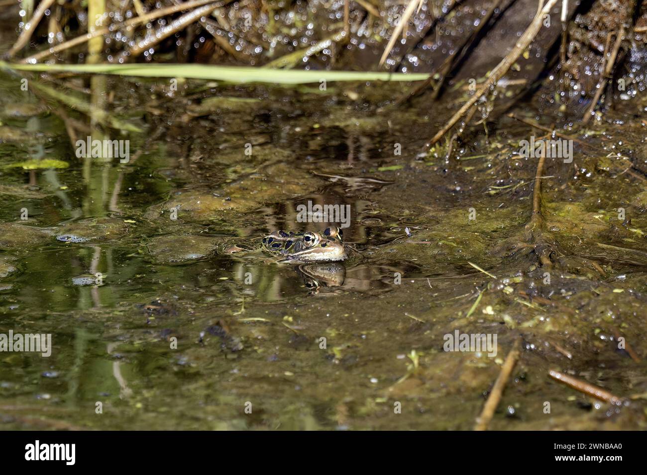 The northern leopard frog (Lithobates pipiensis) native North American ...