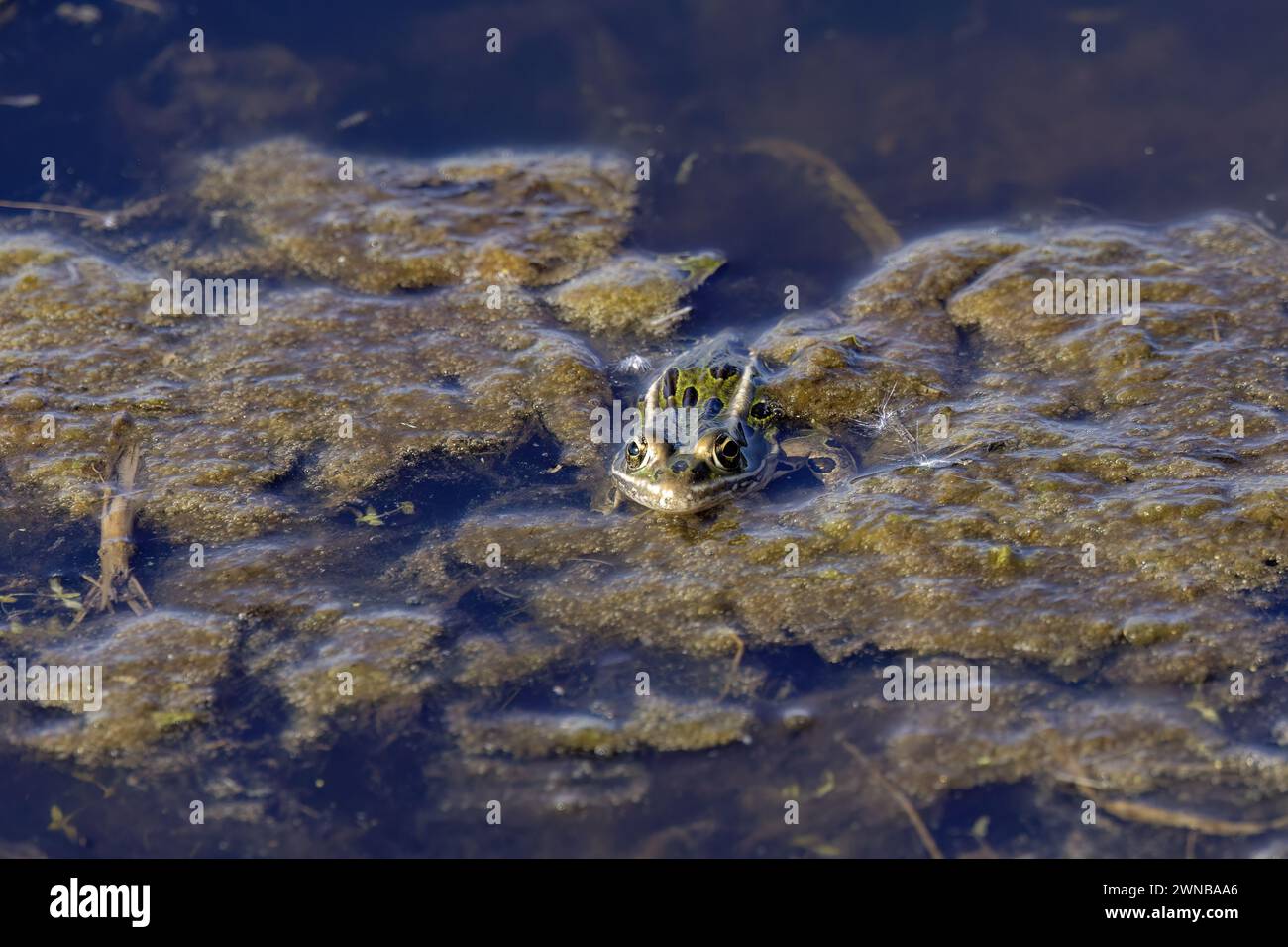 The northern leopard frog (Lithobates pipiensis) native North American ...