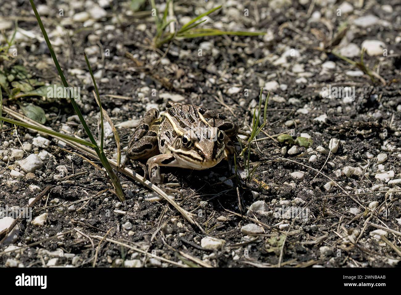The northern leopard frog (Lithobates pipiensis) native North American ...