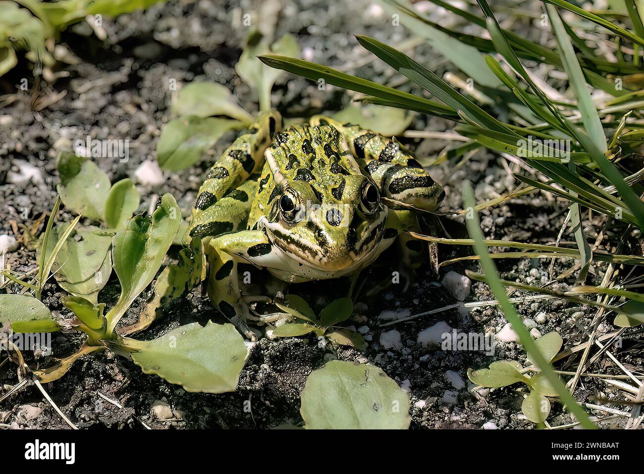 The northern leopard frog (Lithobates pipiensis) native North American ...