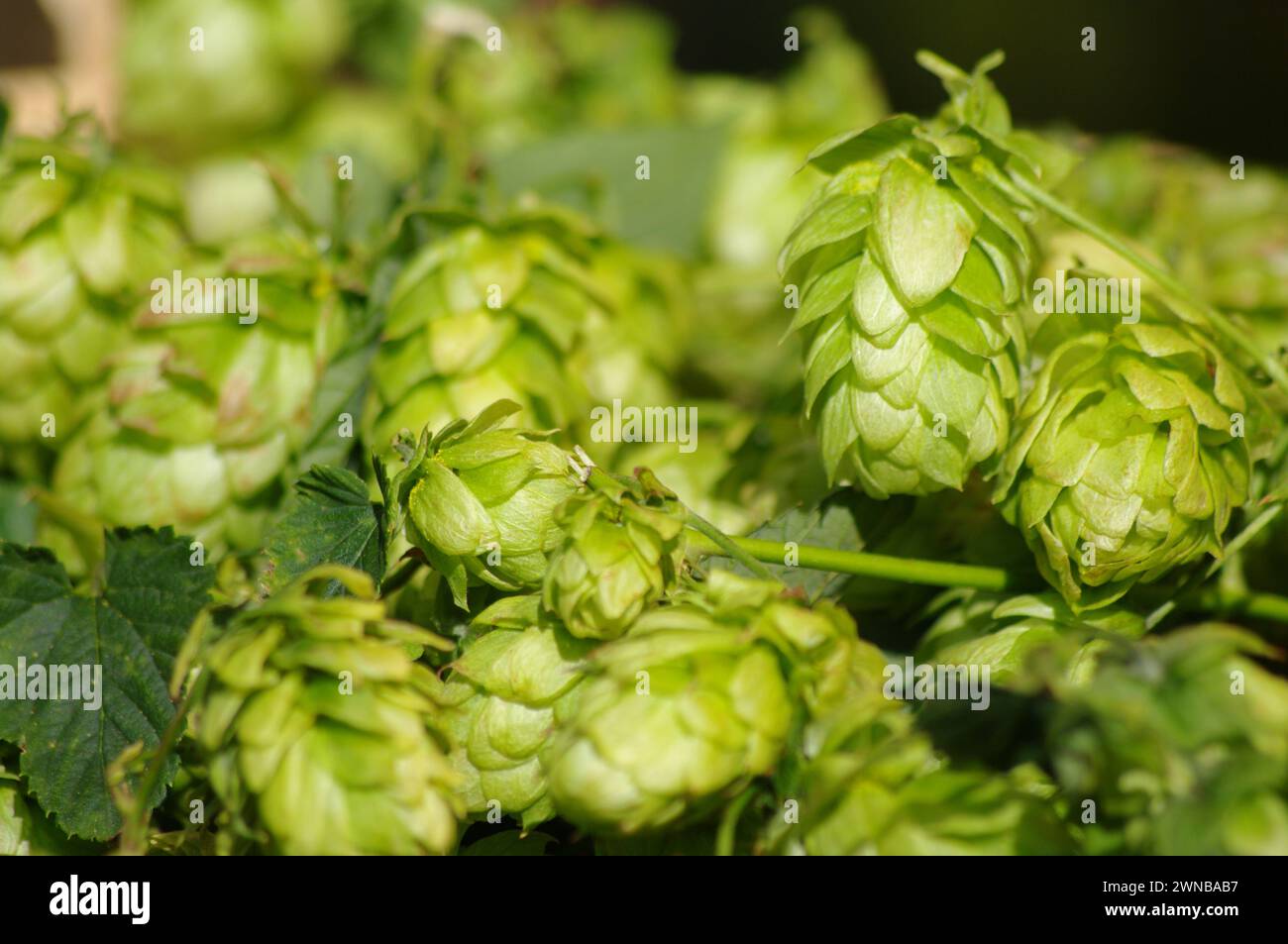 A bunch of green, leafy plants with small green flowers Stock Photo - Alamy