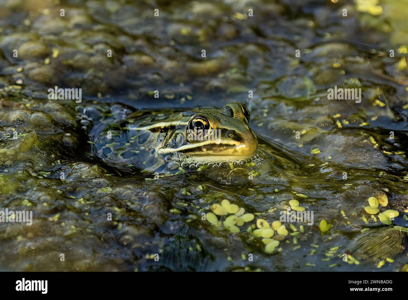 The northern leopard frog (Lithobates pipiensis) native North American ...