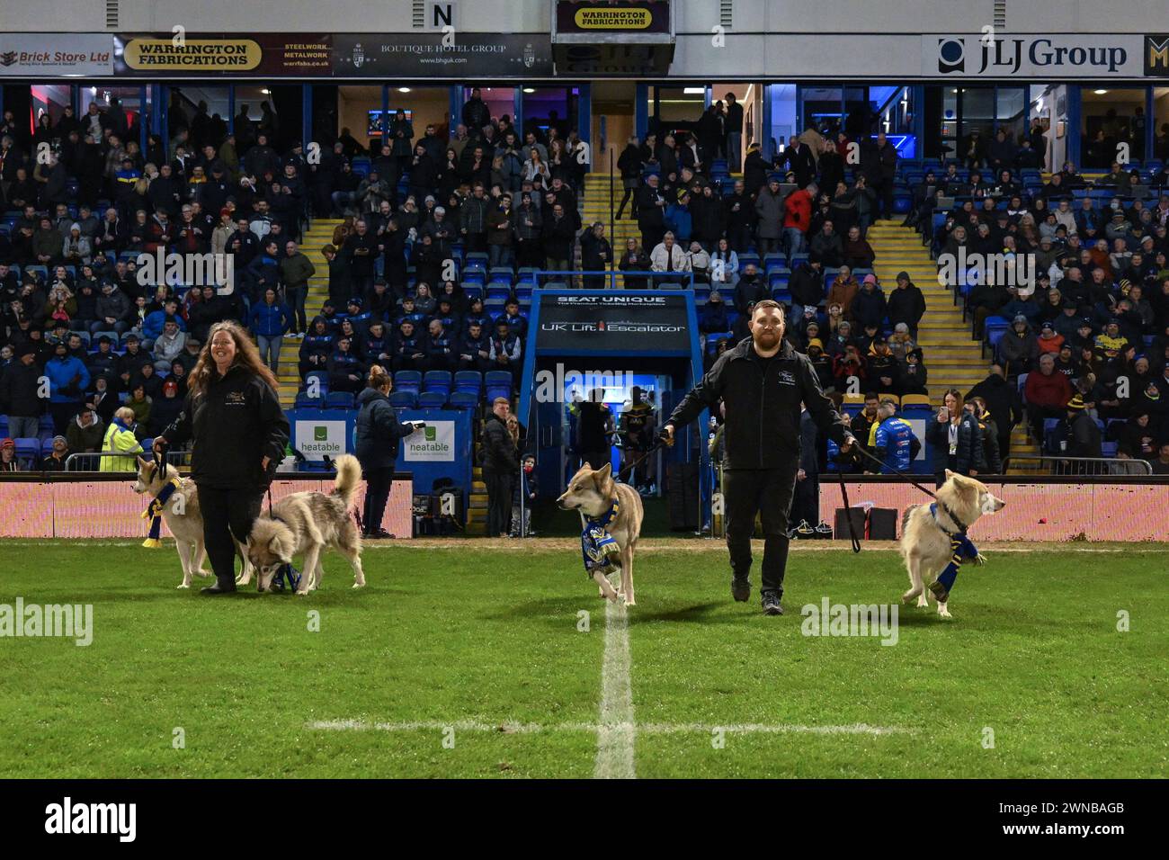 Warrington, UK. 01st Mar, 2024. The wolves come out before the game ...