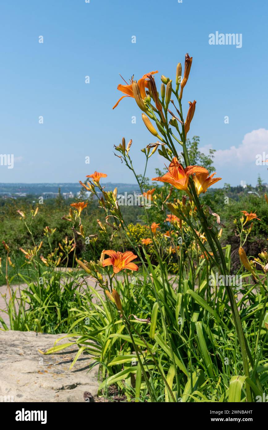 Daylily, bunch of Daylillies - Orange (Hemerocallis) wild flowers seen ...