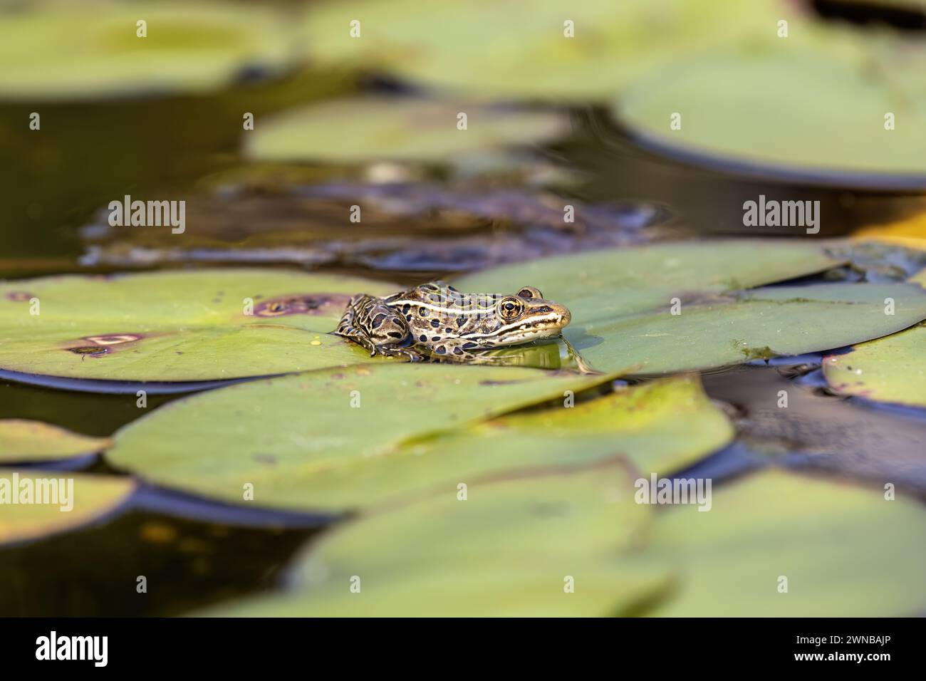 The northern leopard frog (Lithobates pipiensis) native North American ...