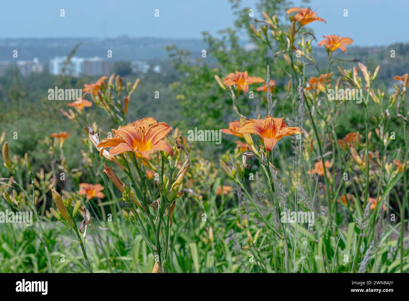 Daylily, bunch of Daylillies - Orange (Hemerocallis) wild flowers seen ...