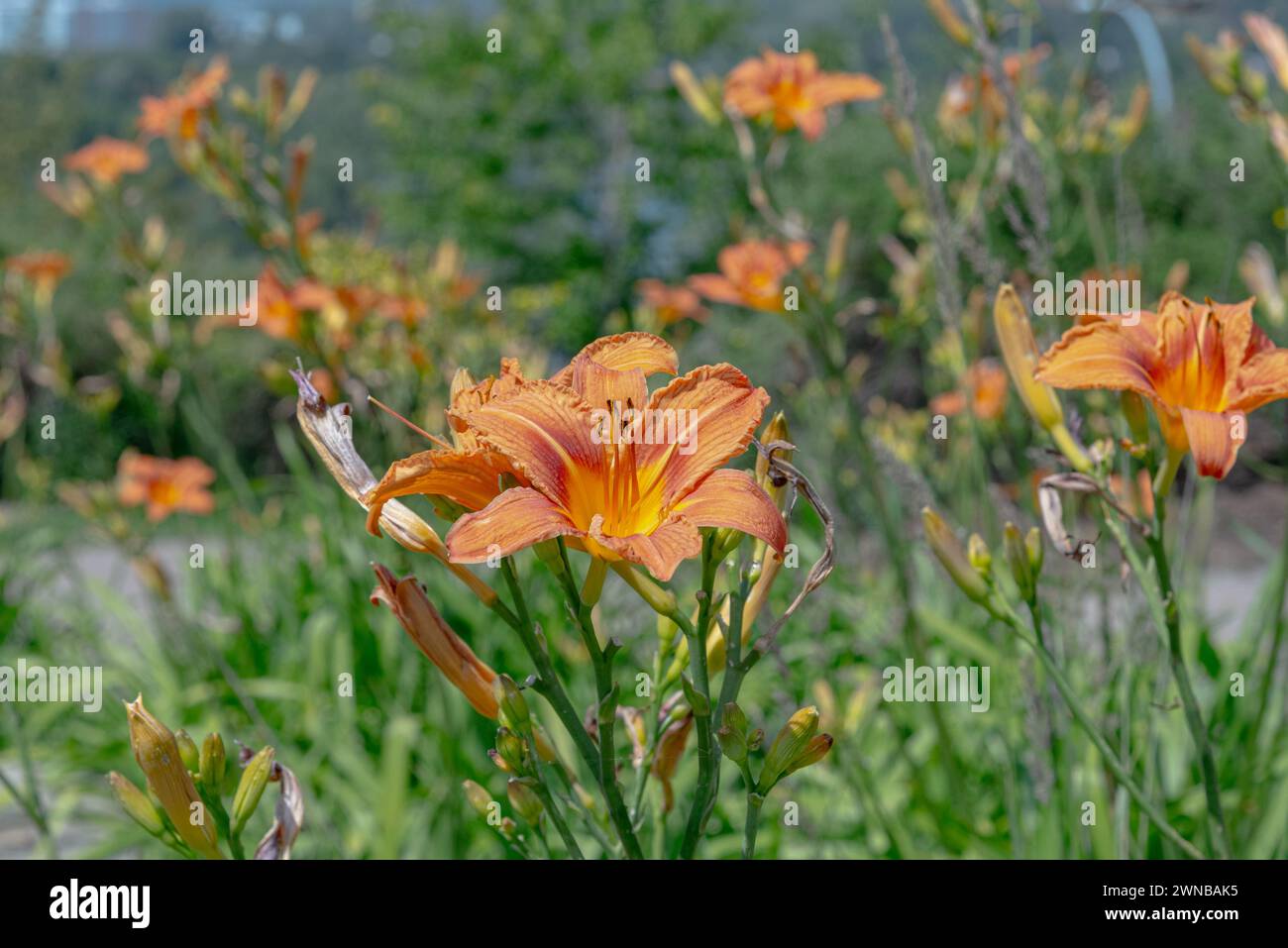 Daylily, bunch of Daylillies - Orange (Hemerocallis) wild flowers seen ...