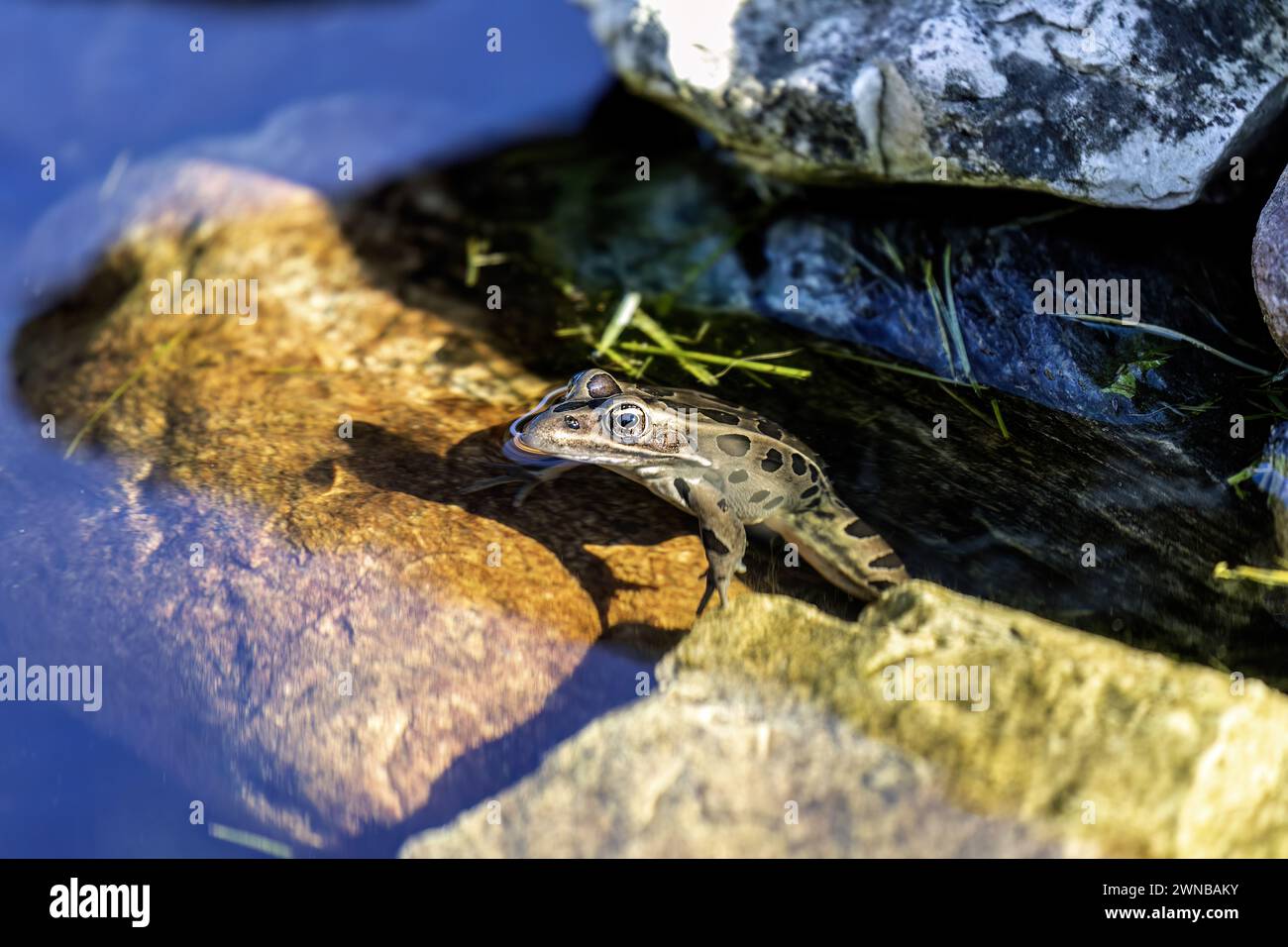 The northern leopard frog (Lithobates pipiensis) native North American ...