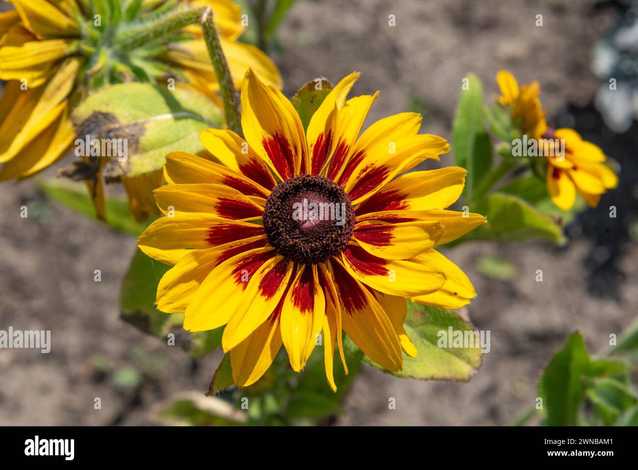 Helios Flame Sunflowers (Helianthus annuus). Bright yellow wild flowers ...