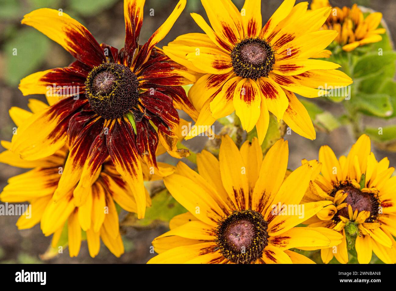 Helios Flame Sunflowers (Helianthus annuus). Bright yellow wild flowers ...