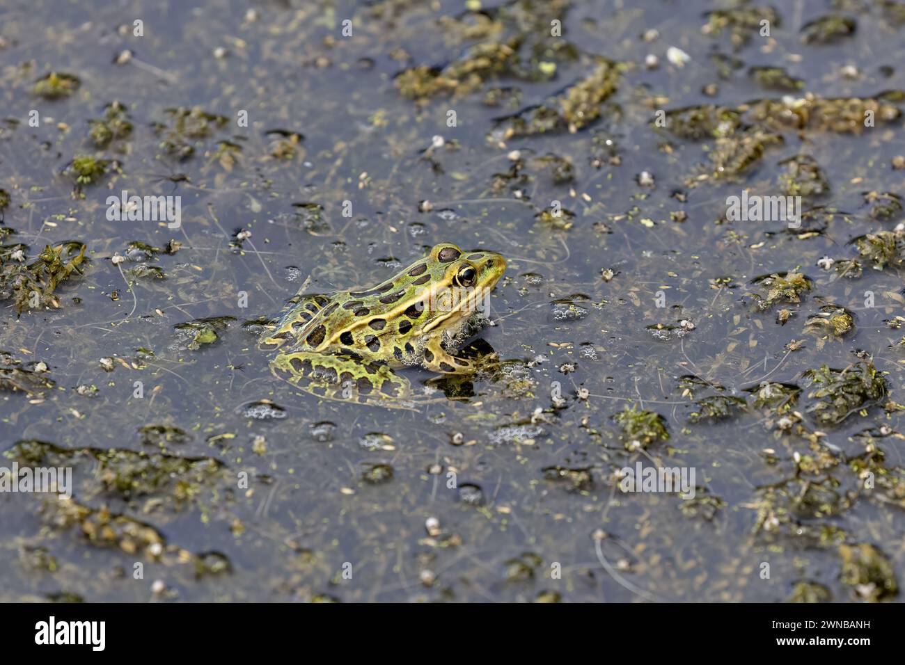 The northern leopard frog (Lithobates pipiensis) native North American ...