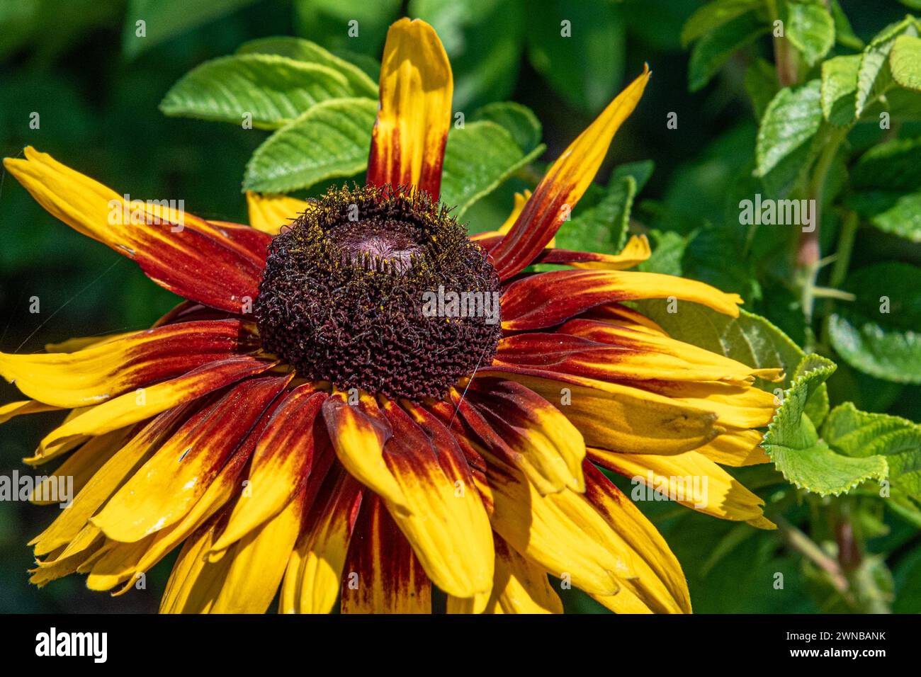 Helios Flame Sunflowers (Helianthus annuus). Bright yellow wild flowers ...