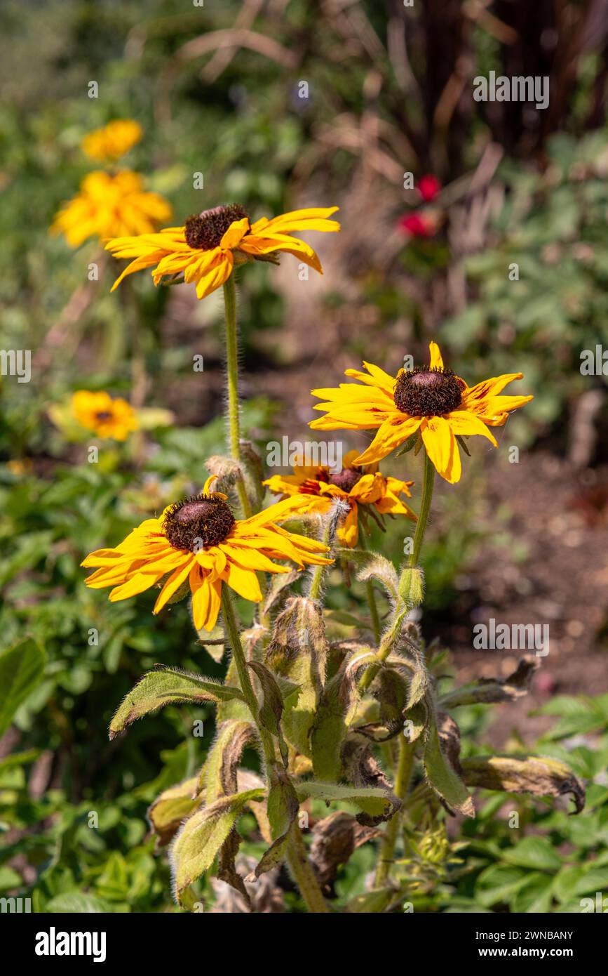 Helios Flame Sunflowers (Helianthus annuus). Bright yellow wild flowers ...