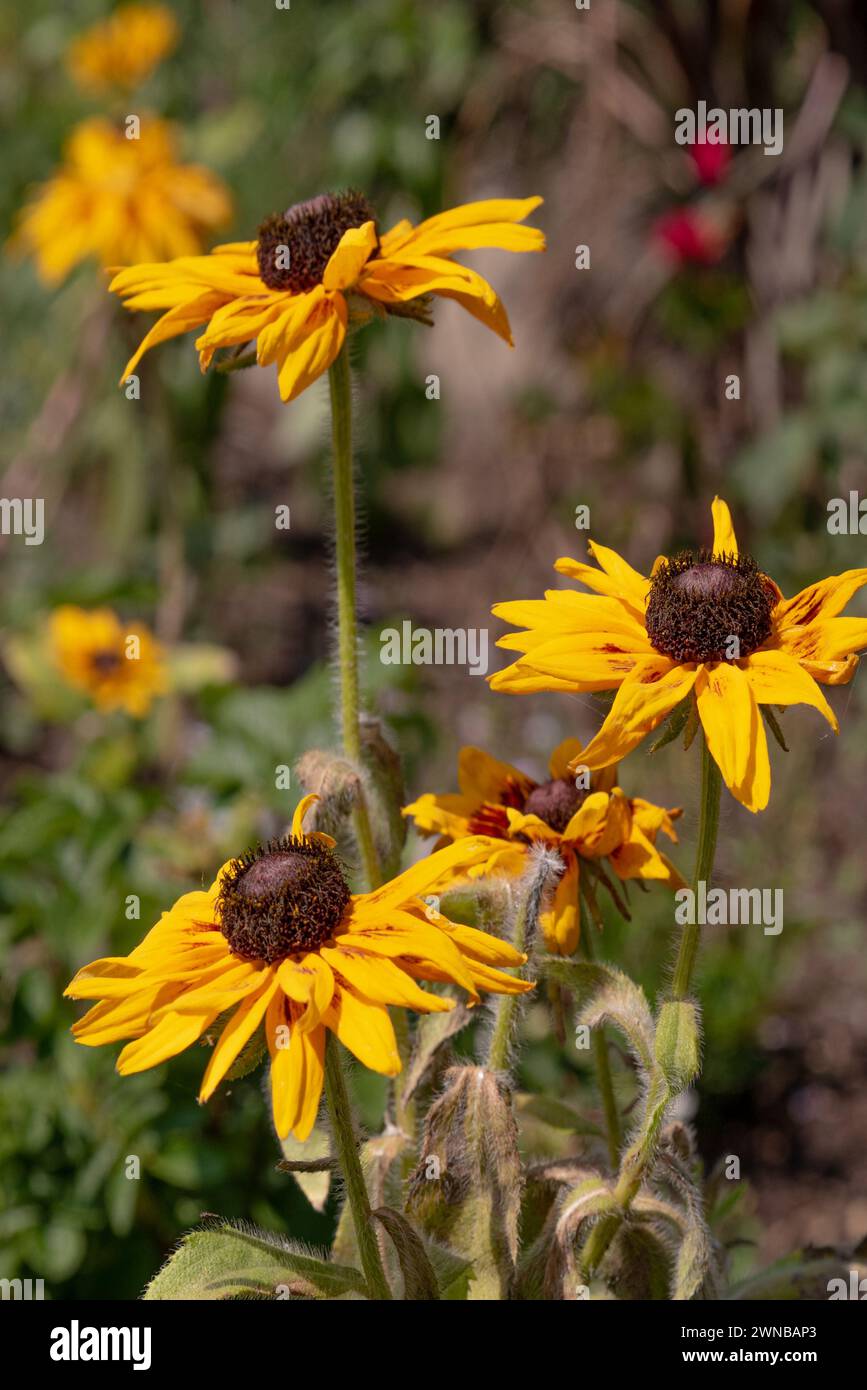 Helios Flame Sunflowers (Helianthus annuus). Bright yellow wild flowers ...