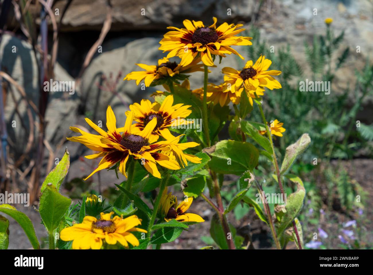 Helios Flame Sunflowers (Helianthus annuus). Bright yellow wild flowers ...