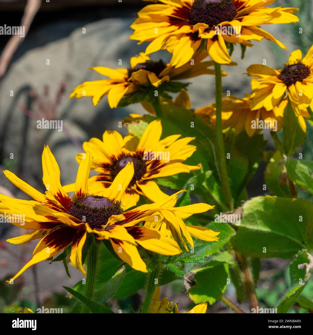 Helios Flame Sunflowers (Helianthus annuus). Bright yellow wild flowers ...