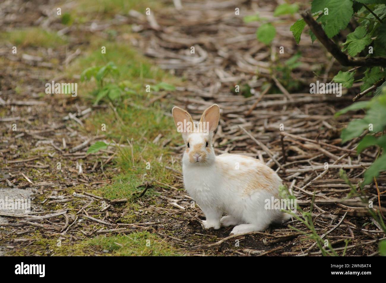 Cute baby alert young rabbit mammal hi-res stock photography and images ...