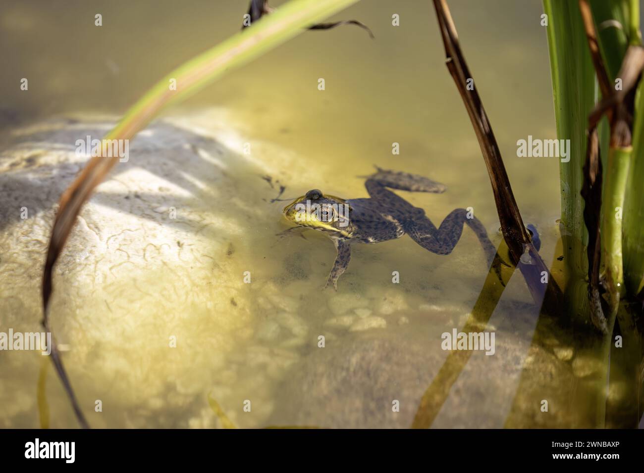 The green frog (Lithobates clamitans ) is a species of frog native to ...