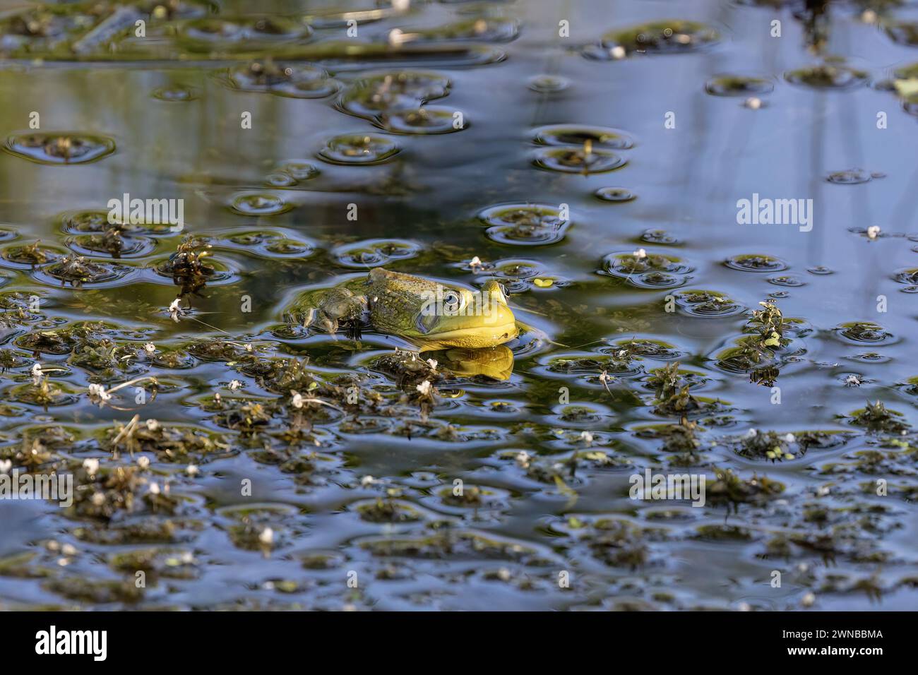 The green frog (Lithobates clamitans ) is a species of frog native to ...