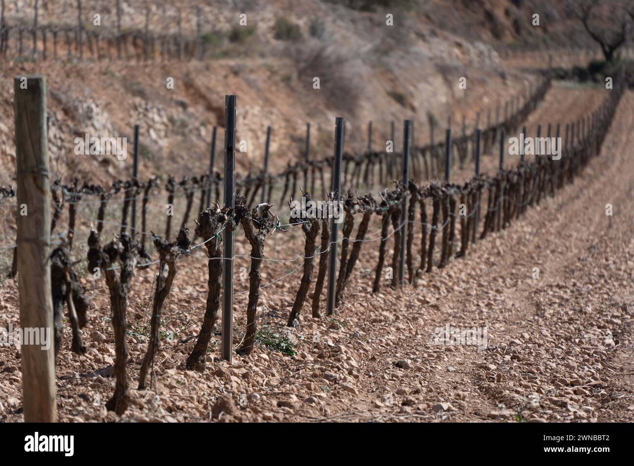 Vino cambio climatico hi-res stock photography and images - Alamy