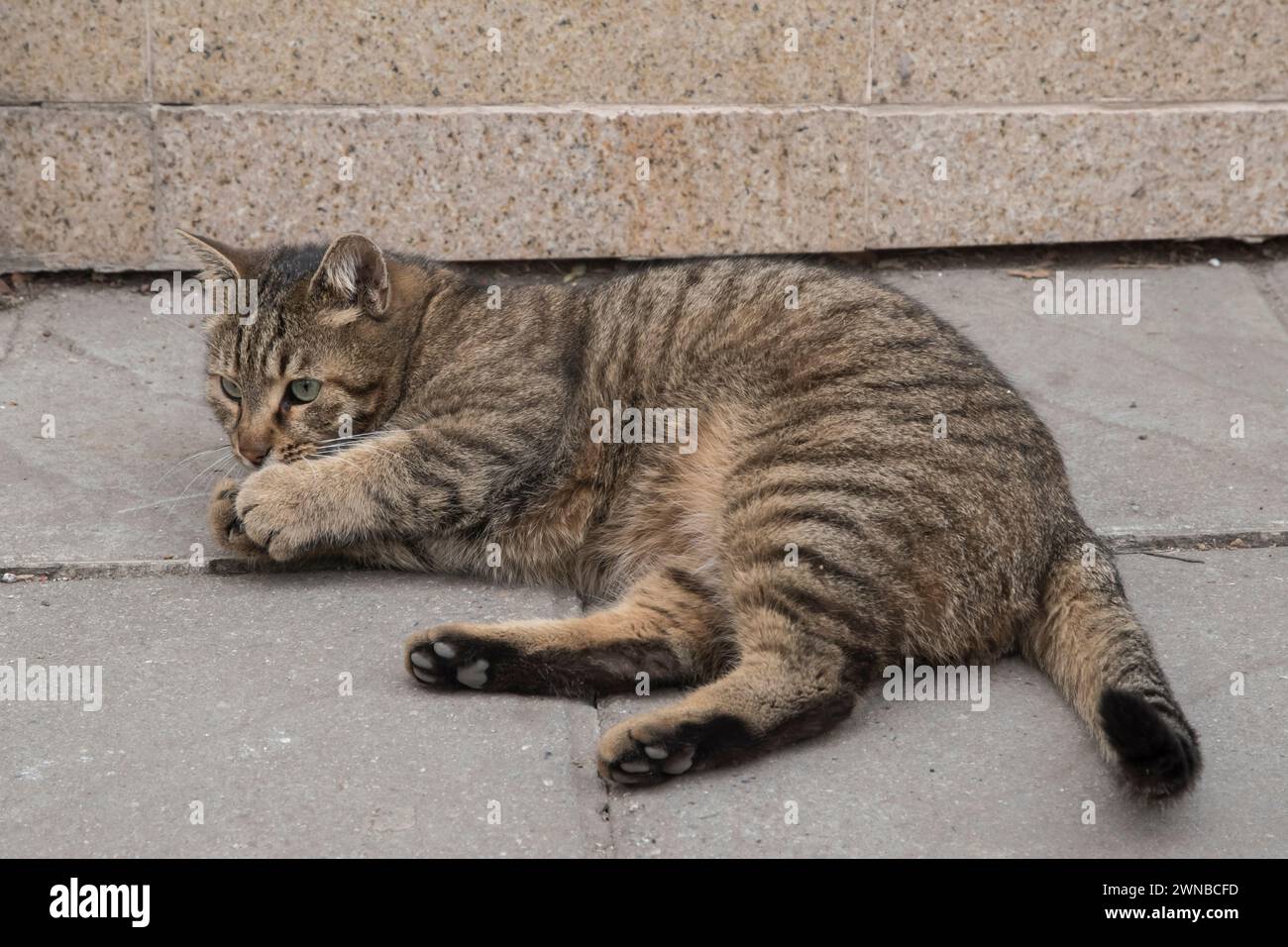 Adorable stray street tabby cat closeup Stock Photo - Alamy