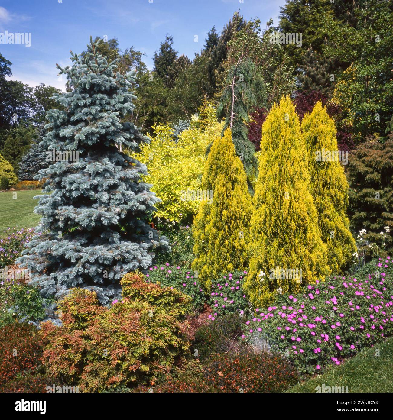 Conifer garden hi-res stock photography and images - Alamy