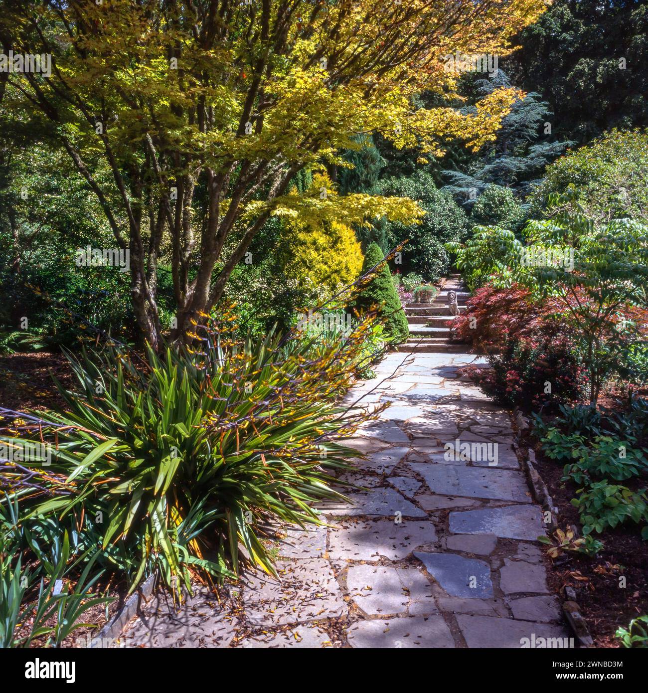 Pretty natural stone garden path amongst trees and shrubs in RHS Rosemoor Gardens in the 1990s ...