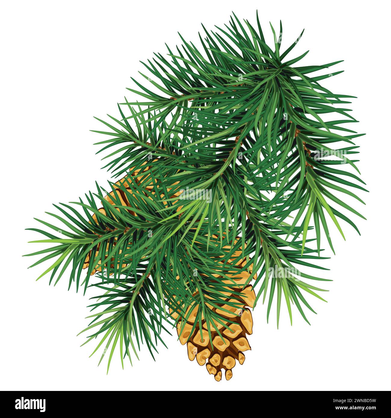 Conifer plant Cut Out Stock Images & Pictures - Alamy