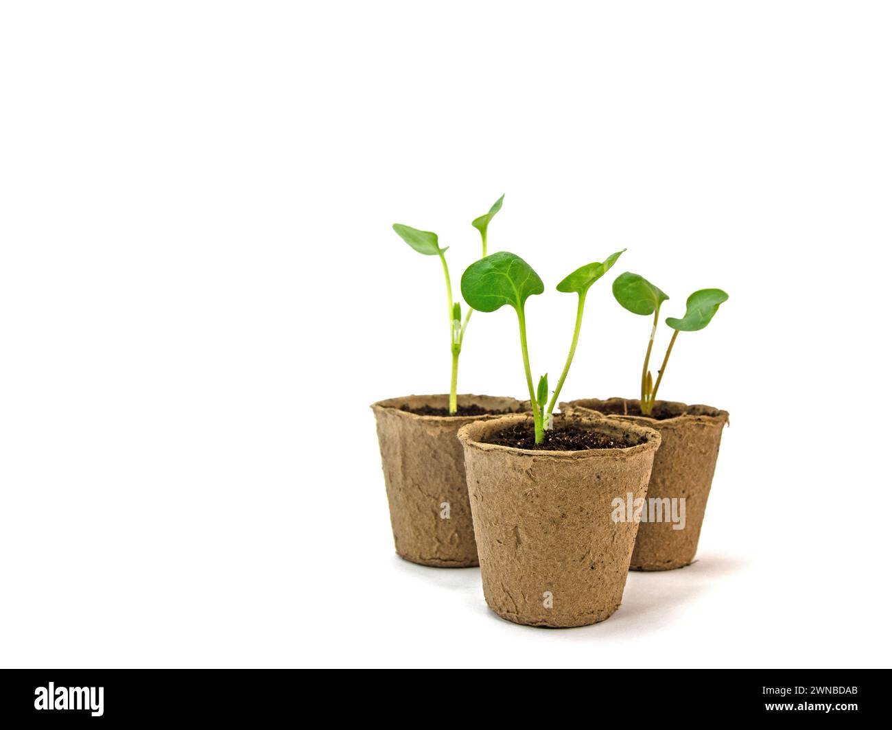 Young plants in peat pots against a white background Stock Photo - Alamy