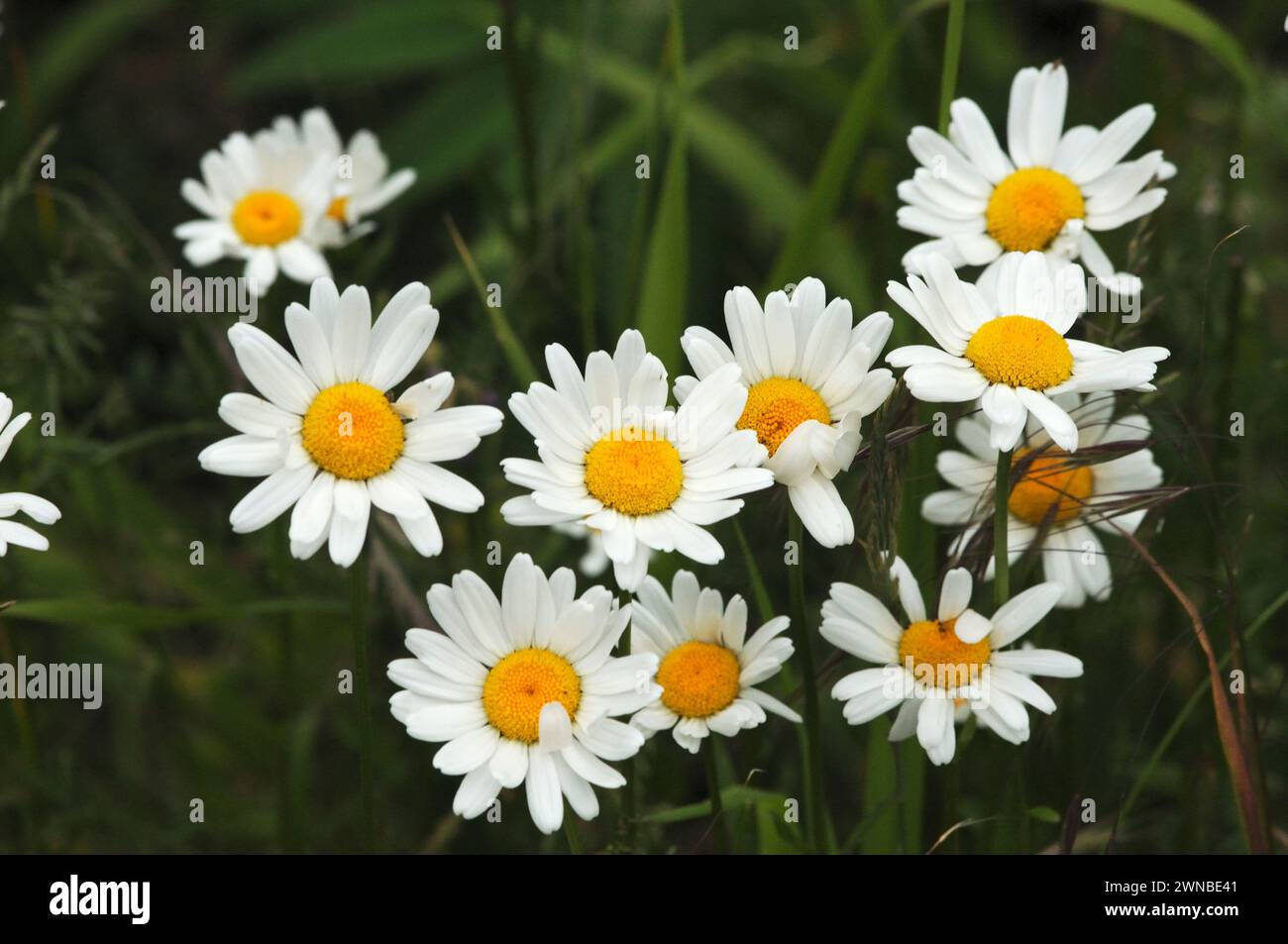 Daisy flowers blooming discovery park washington state usa Stock Photo ...