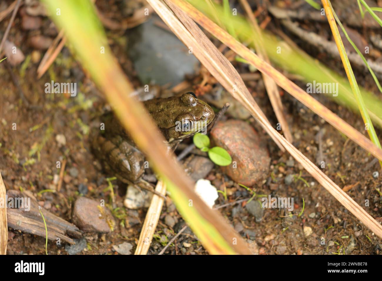 The green frog (Lithobates clamitans ) is a species of frog native to ...