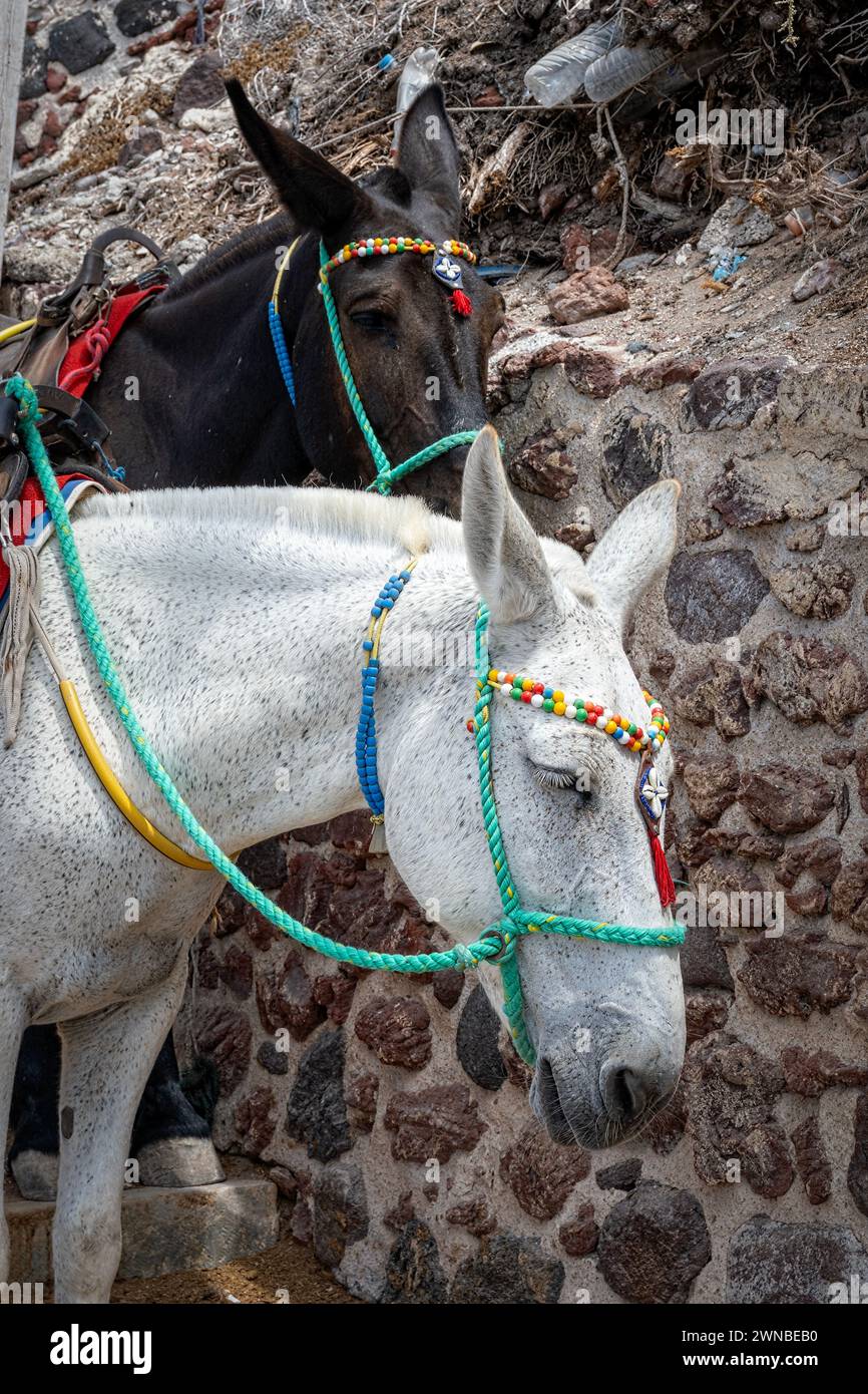 Resting pack mule hi-res stock photography and images - Alamy