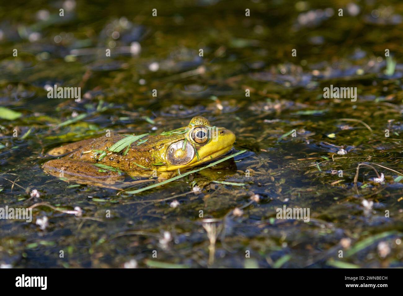 The green frog (Lithobates clamitans ) is a species of frog native to ...