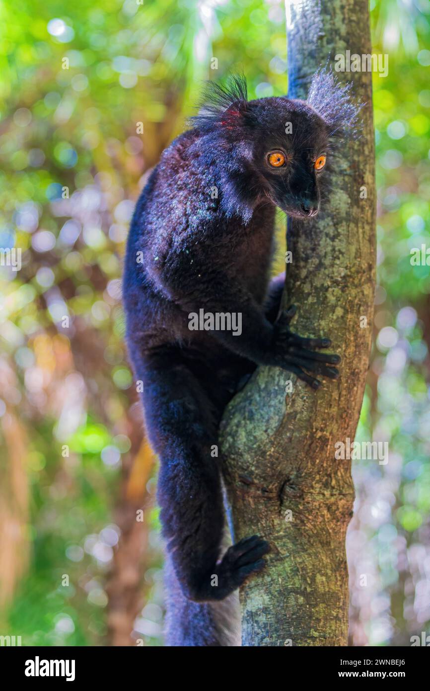 Very cute black Eulemur macaco is sitting on a tree, holding onto the ...