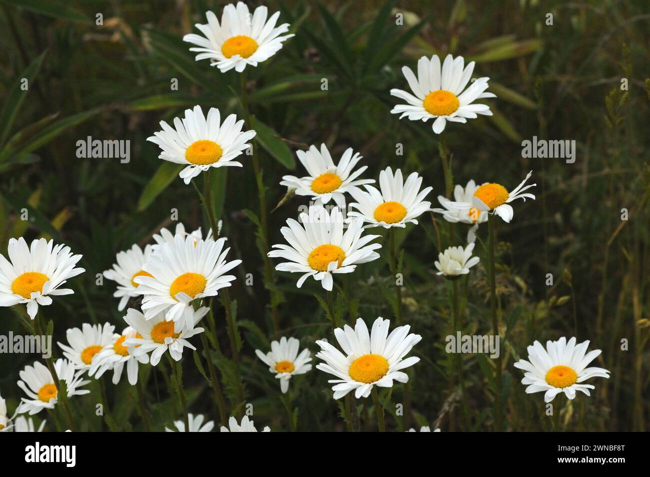 Common pacific northwest flower hi-res stock photography and images - Alamy