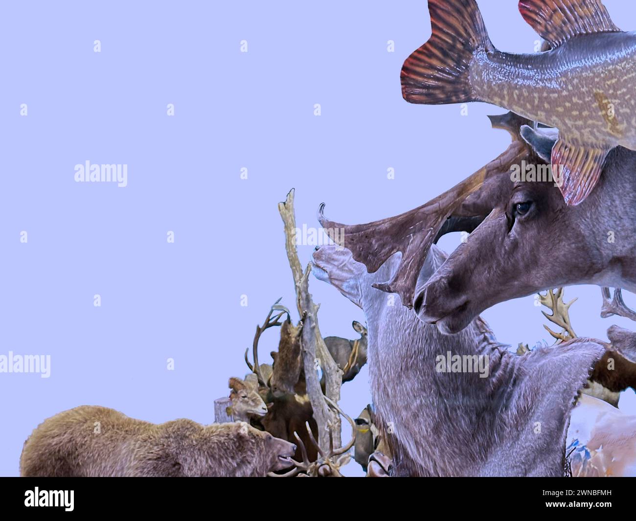 Prehistoric natural history image shows animals, heads, fish in collage ...