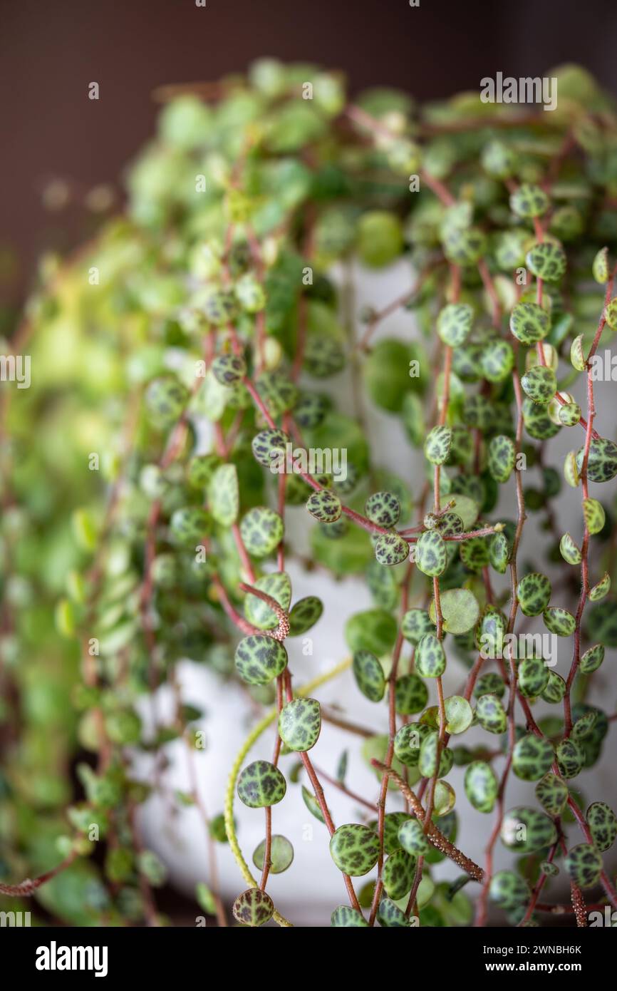 String of turtles flower hi-res stock photography and images - Alamy