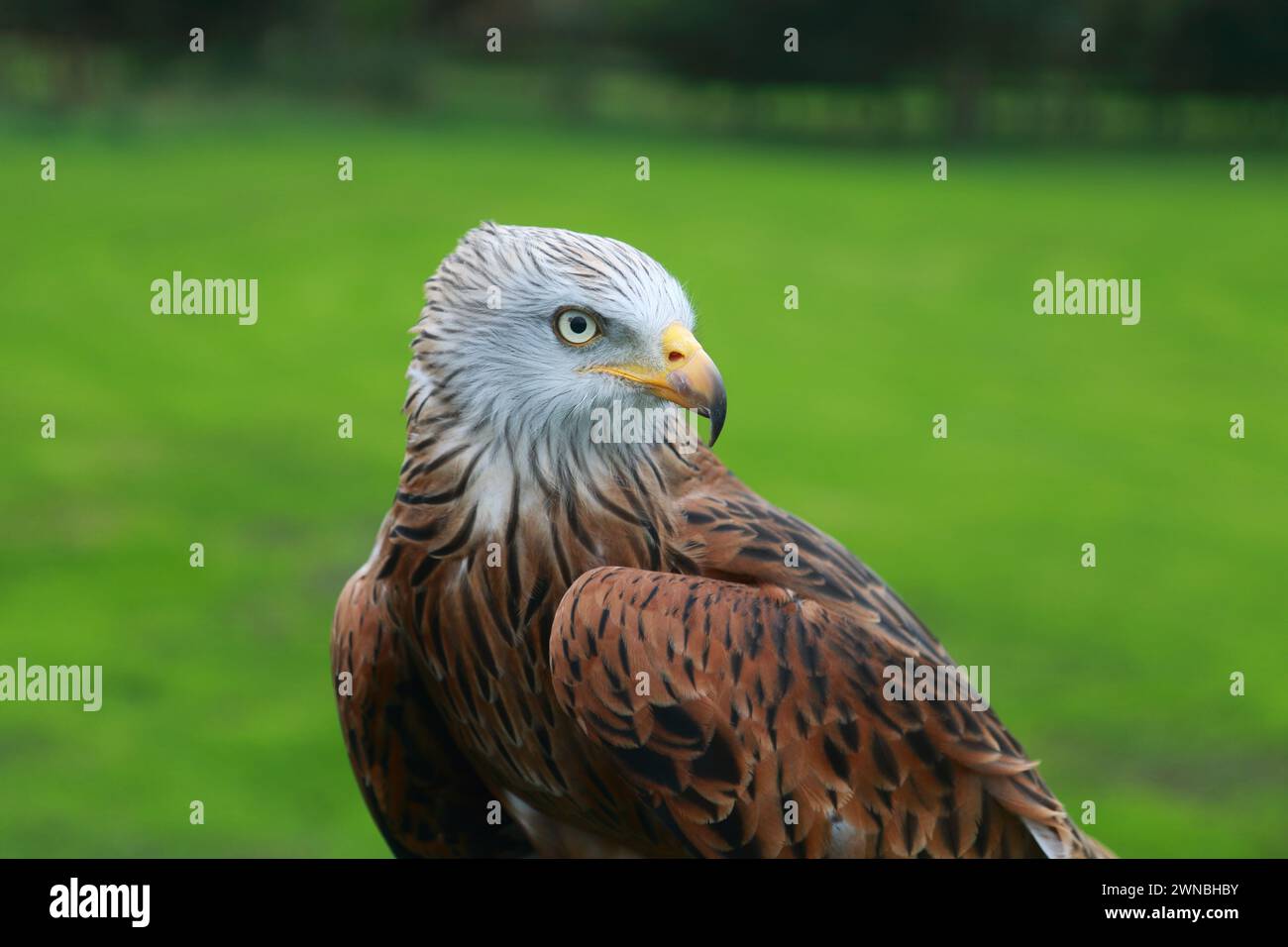 Willow – the Red Kite at SMJ Falconry. The red kite is a medium-large ...
