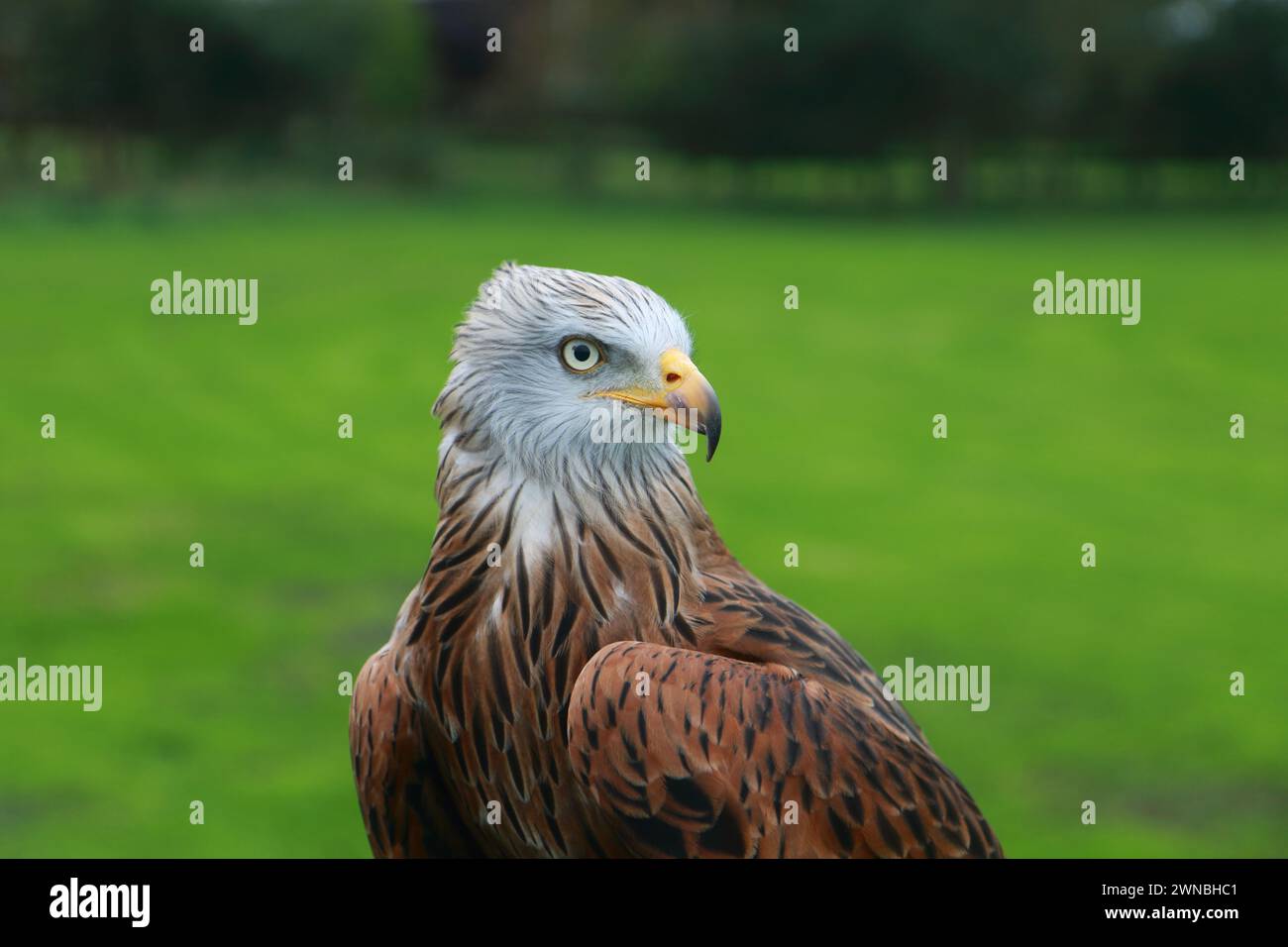 Willow – the Red Kite at SMJ Falconry. The red kite is a medium-large ...