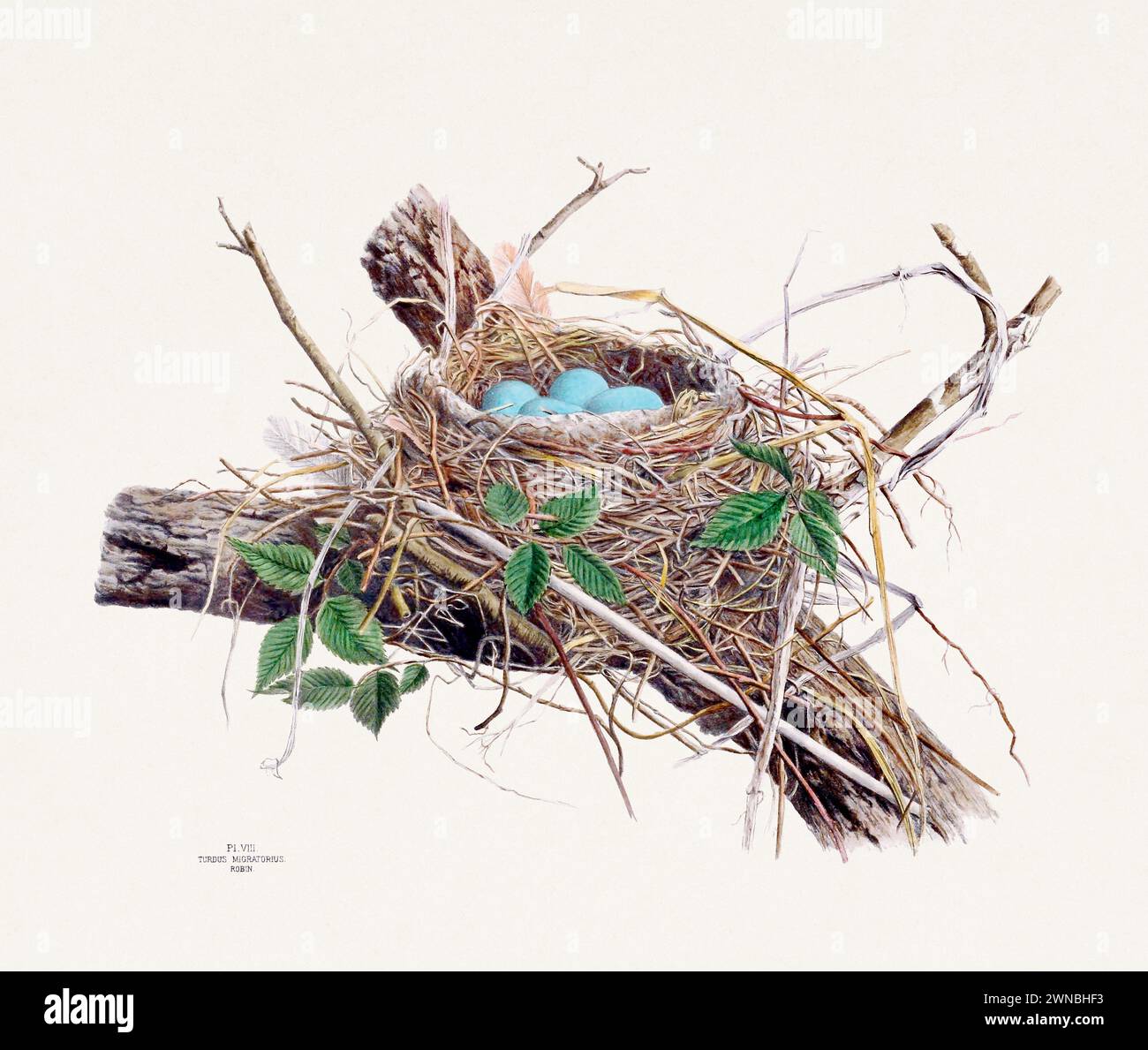 Vintage Bird Nest Illustration