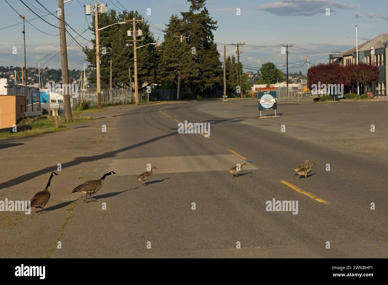 Canada geese parents and goslings during summer on and around a road in ...
