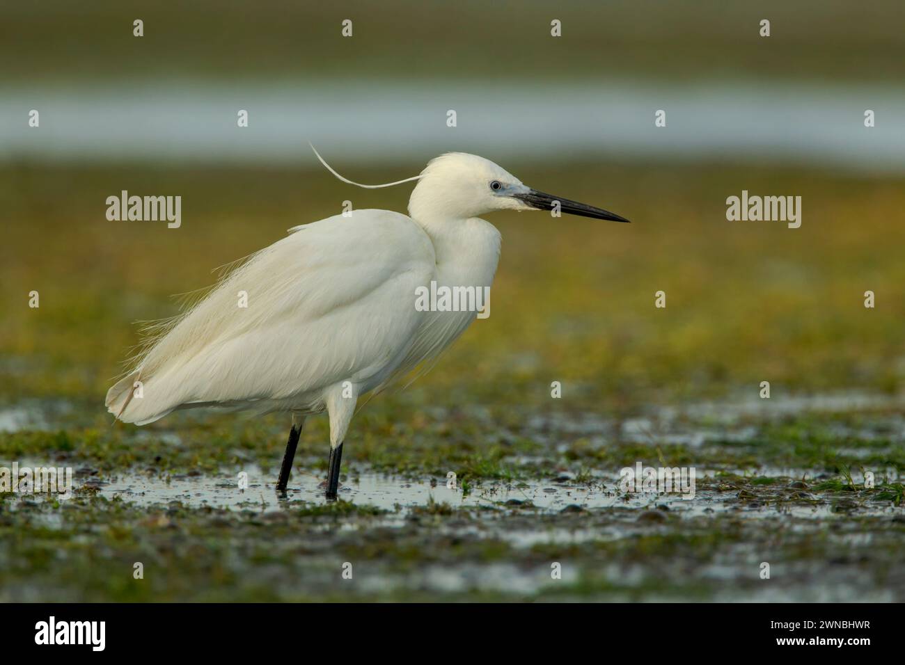 Little egret (Egretta garzetta) standing among vegetation while hunting ...