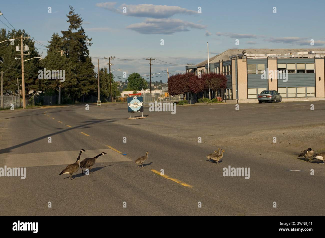 Canada geese parents and goslings during summer on and around a road in ...