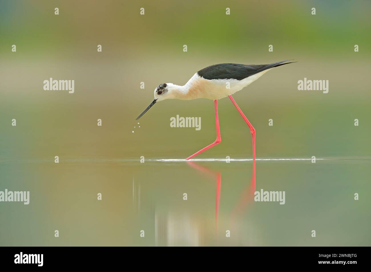 Black-winged Stilt searching for food in the pond. (Himantopus ...
