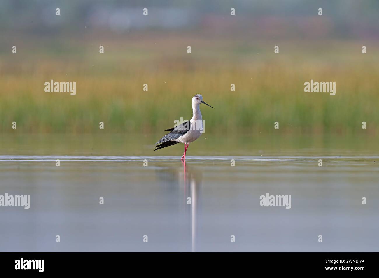 Black-winged Stilt searching for food in the pond. (Himantopus ...