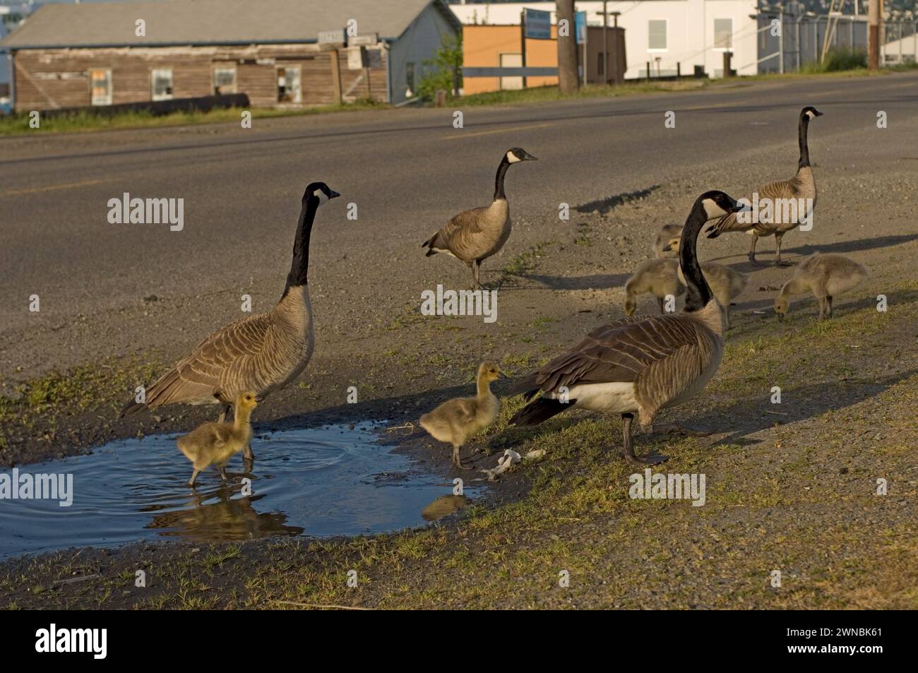 Canada geese parents and goslings during summer on and around a road in ...