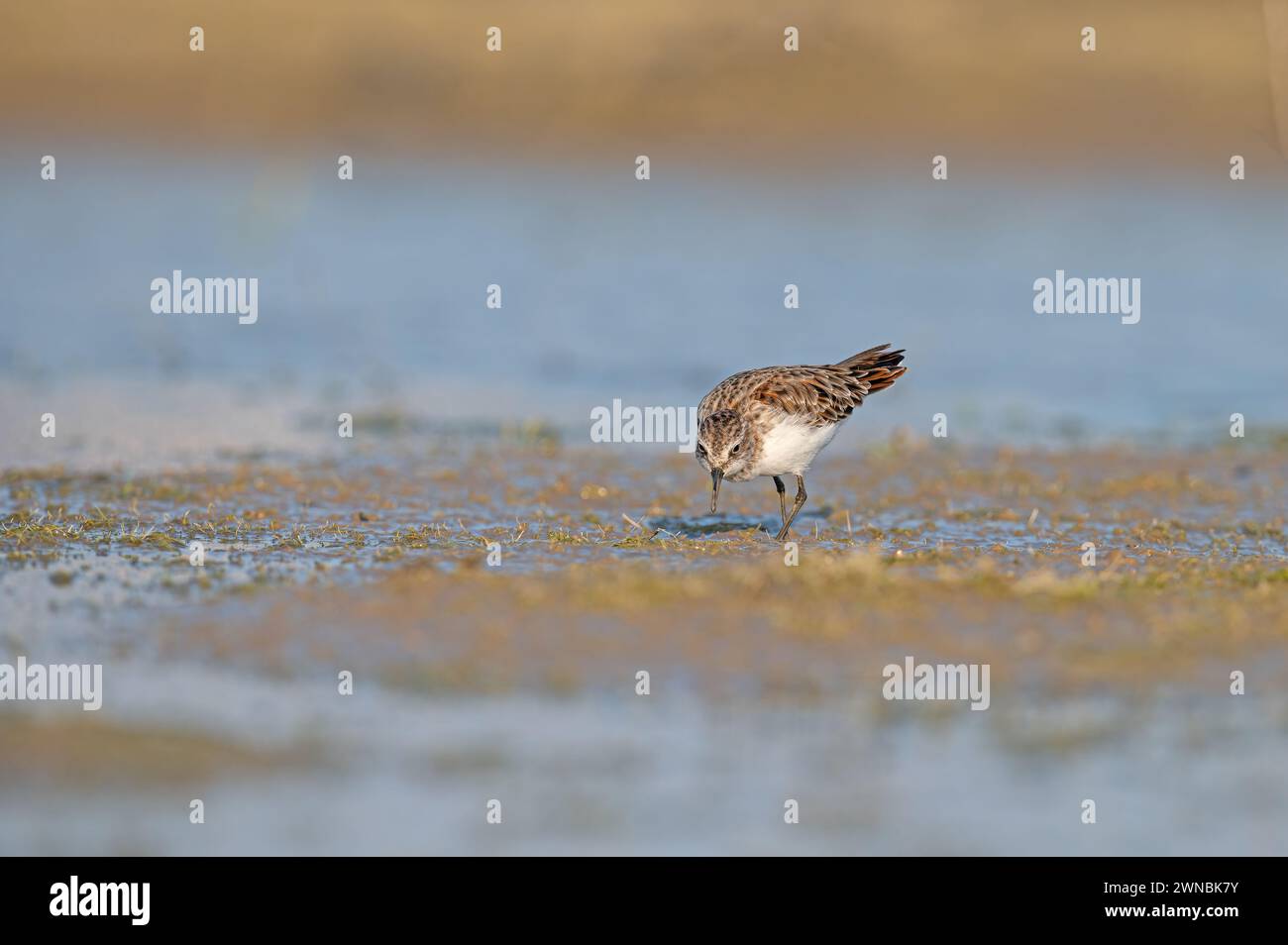 Little Stint (Calidris minuta) foraging in a small pond Stock Photo - Alamy