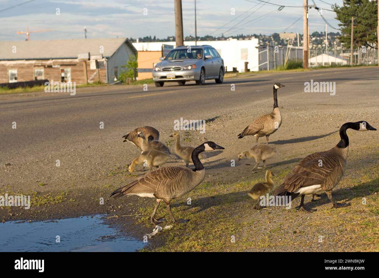 Canada geese parents and goslings during summer on and around a road in ...