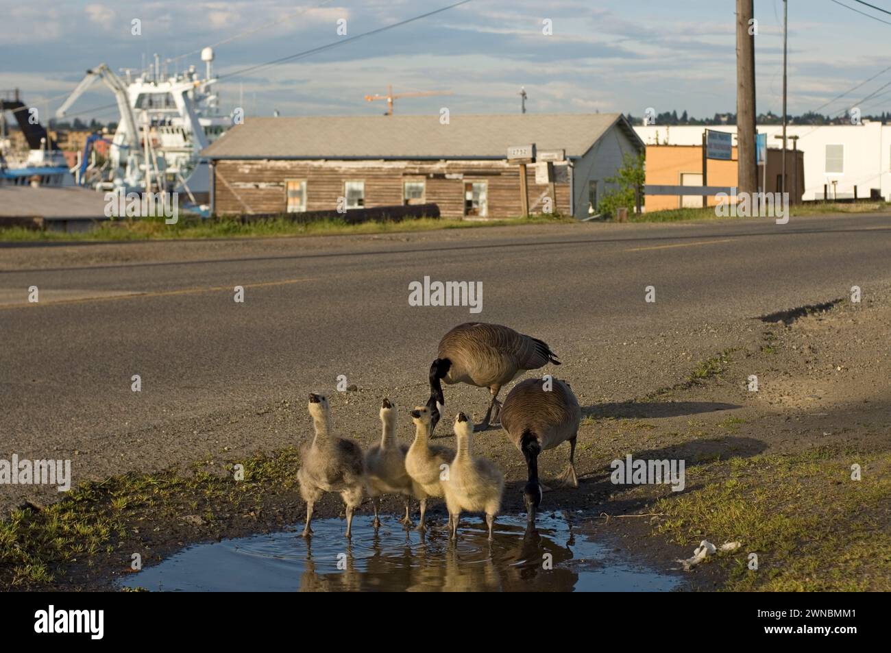 Canada geese parents and goslings during summer on and around a road in ...