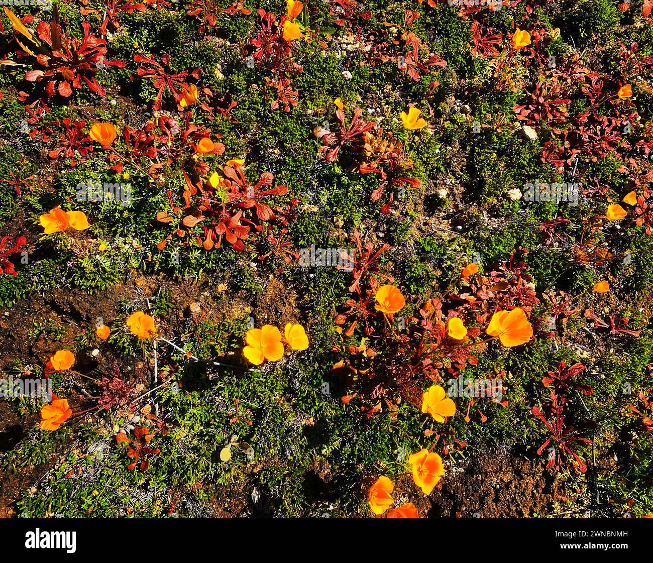 California poppies and moss Stock Photo - Alamy
